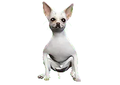 cDev | Standalone Animals