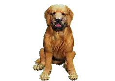 cDev | Standalone Animals