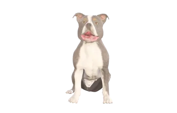 cDev | Standalone Animals