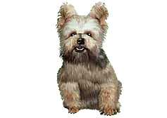 cDev | Standalone Animals