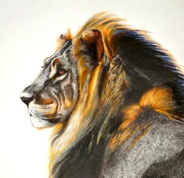 Lionh34rt Development | Welcome