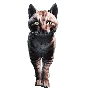 cDev | Standalone Cat – American Shorthair