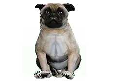 cDev | Standalone Dog – Pug