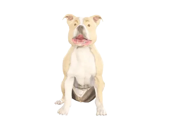 cDev | Standalone Dog – Pit Bull