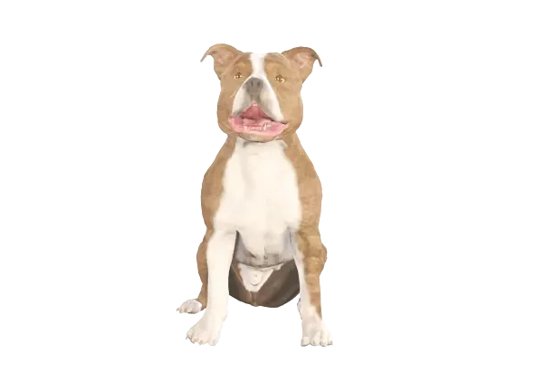 cDev | Standalone Dog – Pit Bull
