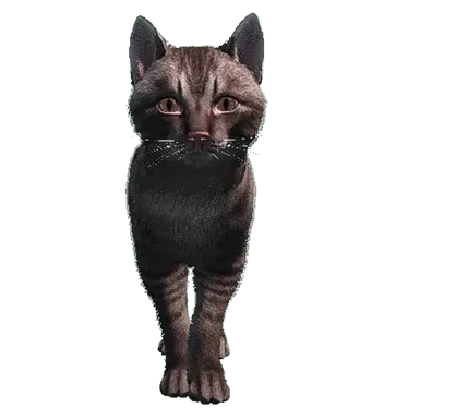 cDev | Standalone Cat – American Shorthair