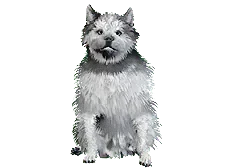 cDev | Standalone Dog – Husky (Small)