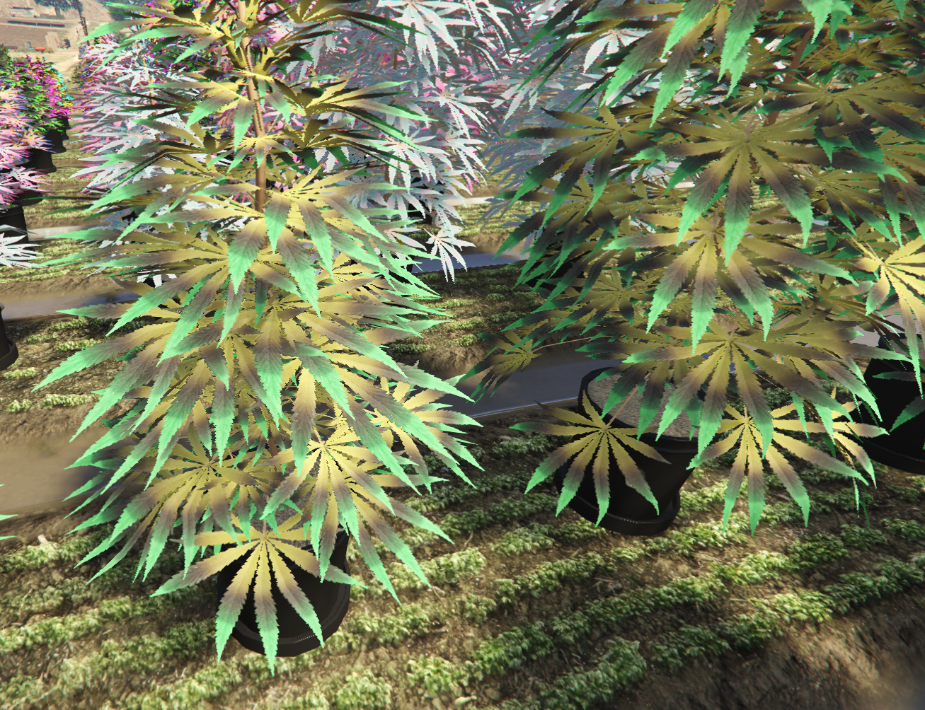 Shuffle Shop · Gradient Weed Plants