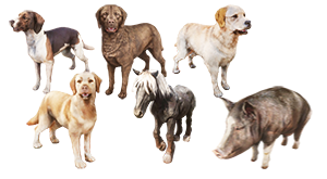 The Icon Library Project RedM · FREE RDR2 In-Game Branded Icons