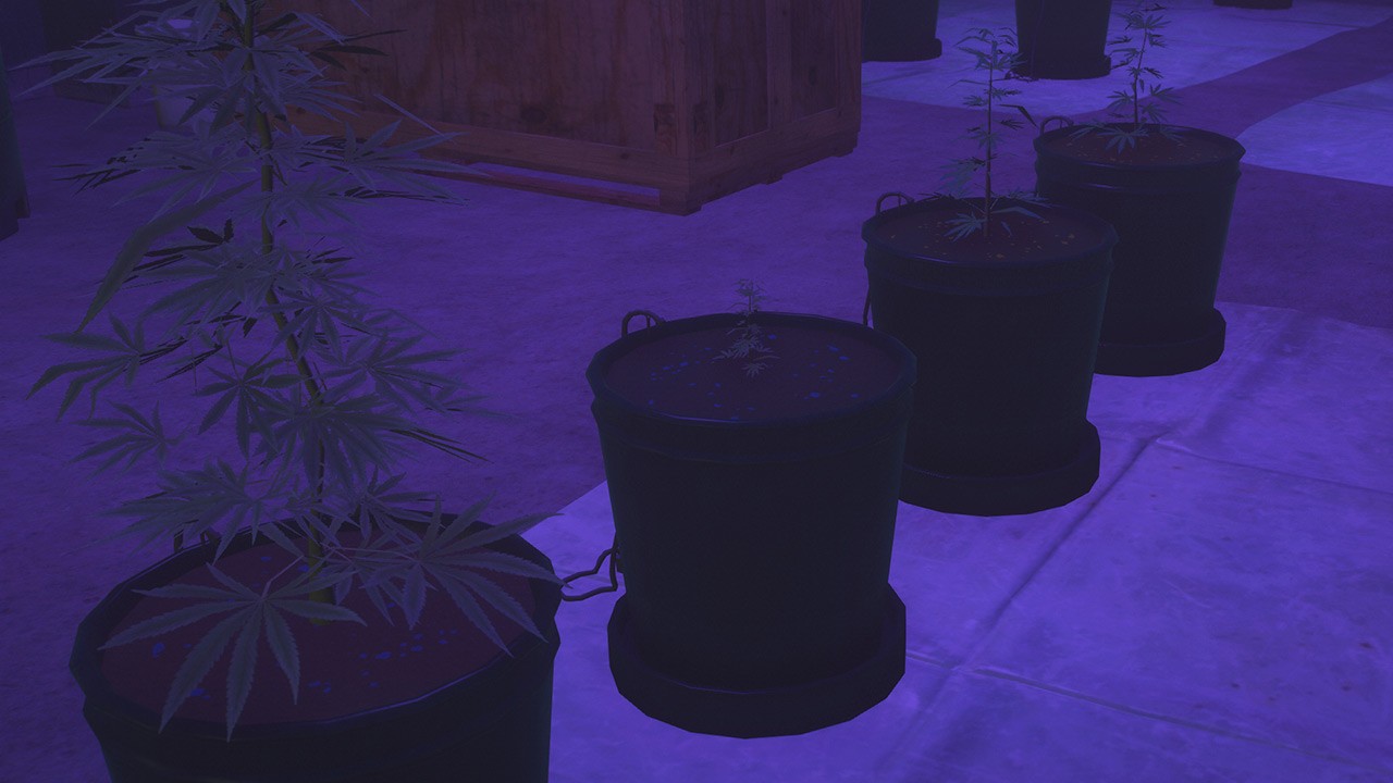 Weed Production Script for FiveM | KuzQuality