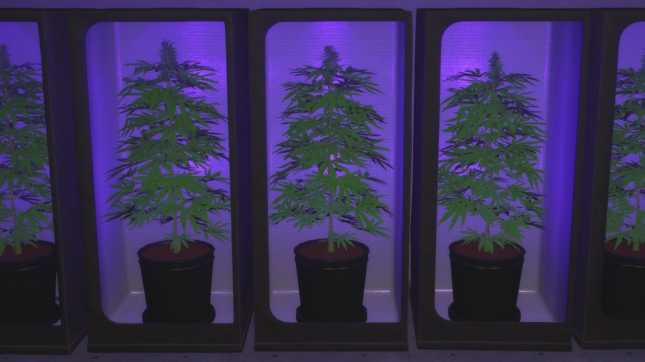 Weed Production Script for FiveM | KuzQuality