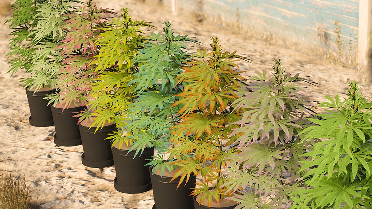 Weed Production Script for FiveM | KuzQuality